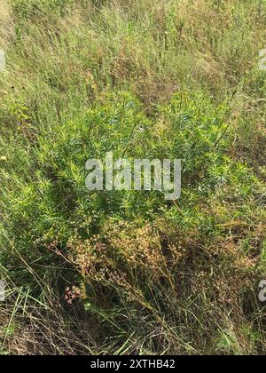 Texas Stillingia (Stillingia texana) Plantae Stock Photo - Alamy