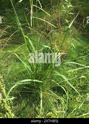 Vasey Grass (Paspalum urvillei) Plantae Stock Photo - Alamy