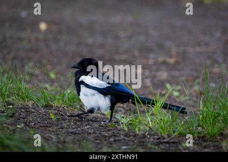 A magpie standing on the grass on a blurred background Stock Photo - Alamy