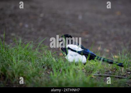 A magpie standing on the grass on a blurred background Stock Photo - Alamy