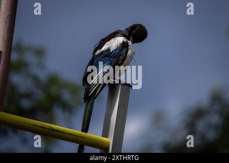 A Magpie bird perched on a metal wire Stock Photo - Alamy