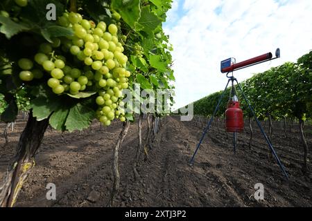 Harvest of the first grapes of this year intended for processing into ...