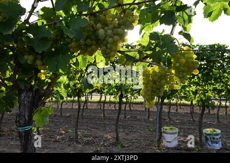 Harvest of the first grapes of this year intended for processing into ...