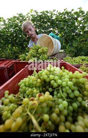 Harvest of this year first grapes of variety Irsai Oliver intended for ...