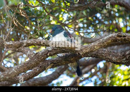 Kereru Pigeon - New Zealand Stock Photo - Alamy
