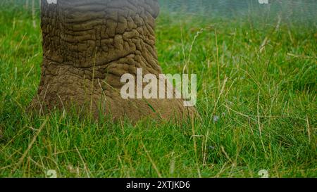 Safari inspired close up shot elephant legs.These African animals have ...