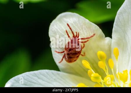 Close up macro Red velvet mite or Trombidiidae. Arthropod mites on the ...