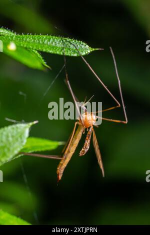 The insect, the Limonia stork fly in the family Limoniidae, has a very ...