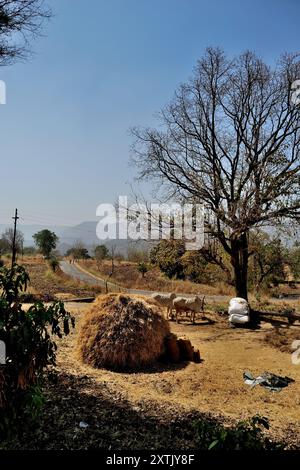 Beautiful small village near Pune, Maharashtra, India Stock Photo - Alamy