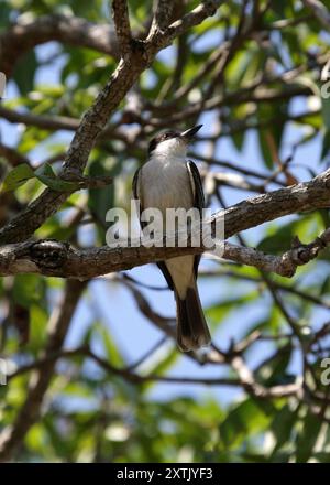 Loggerhead kingbird Tyrannus caudifasciatus Jamaica Stock Photo - Alamy