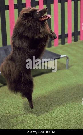 jumping German Spitz Stock Photo - Alamy