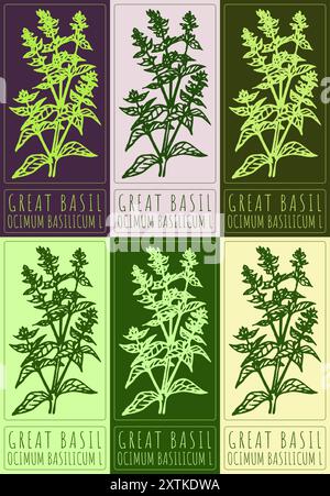 Holy Basil Ocimum tenuiflorum , or tulasi. Vector illustration isolated ...