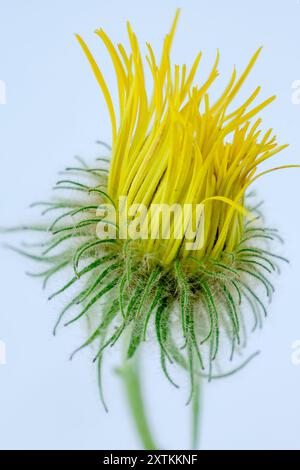 Giant Daisy before it opens Stock Photo - Alamy