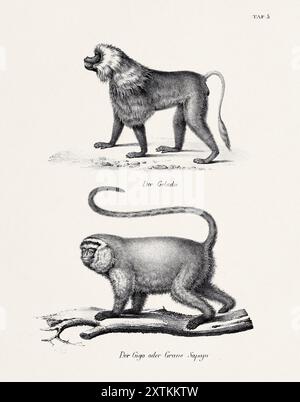 Monkey Illustration. Zoological Lithography. Natural History Art Stock ...