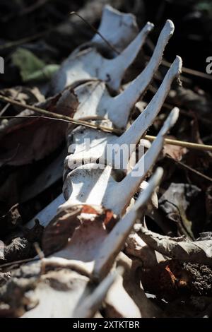 Prayer candles at a fresh gravesite Stock Photo - Alamy