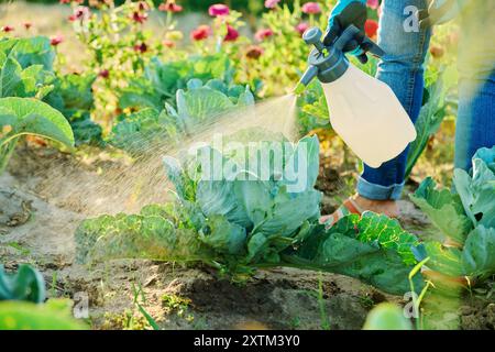 Hands spraying cabbage plants, protection from fungal diseases, insect ...