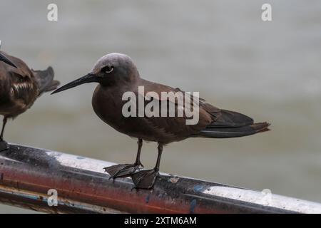 lesser noddy (Anous tenuirostris), also known as the sooty noddy near ...