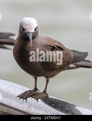 lesser noddy (Anous tenuirostris), also known as the sooty noddy near ...