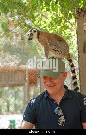 Cute and curious lemur on top of the man . Lemur catta Stock Photo - Alamy