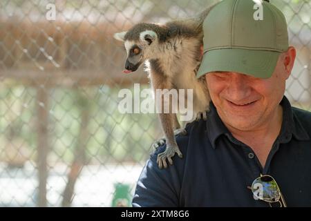 Cute and curious lemur on top of the man . Lemur catta Stock Photo - Alamy