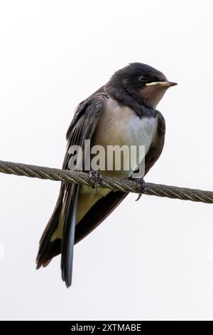 A barn swallow flying in Turvey Nature Reserve, Dublin. This bird feeds ...