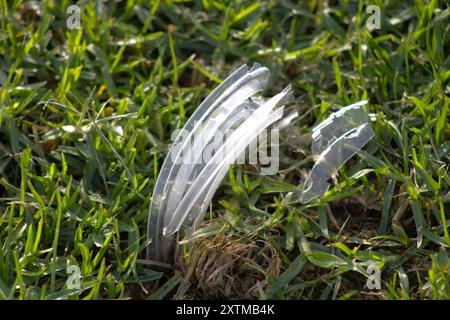 broken plastic lid laying in grass Stock Photo - Alamy
