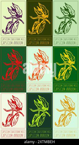 Set of vector drawing CAPSICUM CERASIFORME MILL in various colors. Hand ...