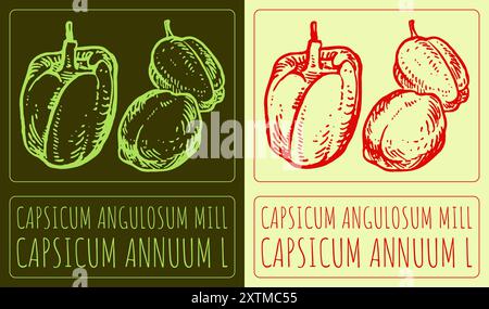 Vector drawing CAPSICUM CERASIFORME MILL. Hand drawn illustration ...