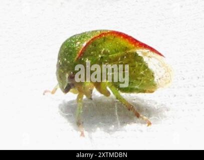 Three-cornered Alfalfa Hopper (Spissistilus festinus) Insecta Stock ...