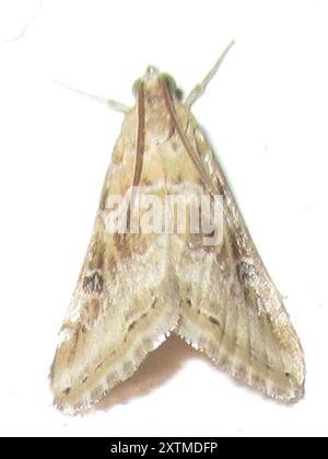 Old World Webworm (Hellula undalis) Insecta Stock Photo - Alamy