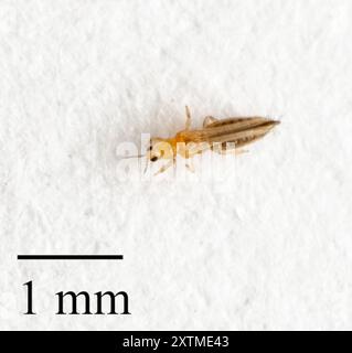 Common Thrips (Thripidae) Insecta Stock Photo - Alamy