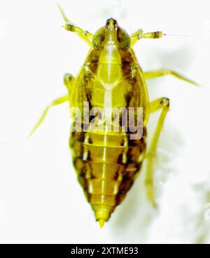 (Megamelus ungulatus) Insecta Stock Photo - Alamy