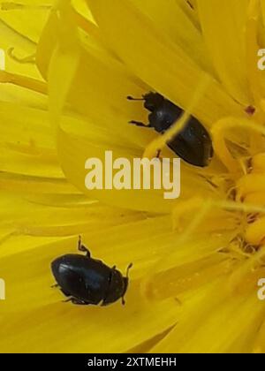 Common Pollen Beetle (Brassicogethes aeneus) Insecta Stock Photo - Alamy