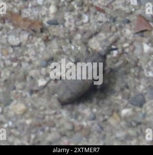 Billbug Weevils (Sphenophorus) Insecta Stock Photo - Alamy