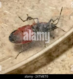 White-crossed Seed Bug (Neacoryphus bicrucis) Insecta Stock Photo - Alamy