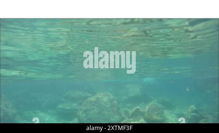 Needlefishes (Belonidae) Actinopterygii Stock Photo - Alamy