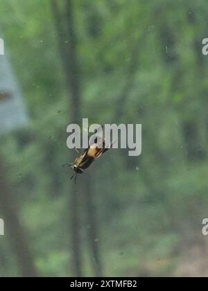 Deer Flies (Chrysops) Insecta Stock Photo - Alamy