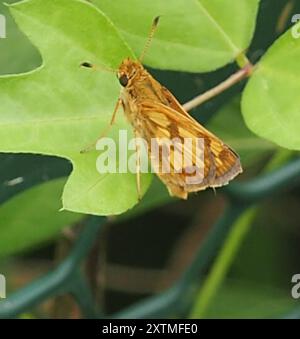 Peck's Skipper (Polites peckius) Insecta Stock Photo - Alamy