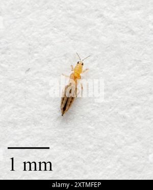 Common Thrips (Thripidae) Insecta Stock Photo - Alamy