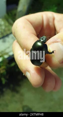 Common Dumbledore Beetle (Geotrupes spiniger) Insecta Stock Photo - Alamy