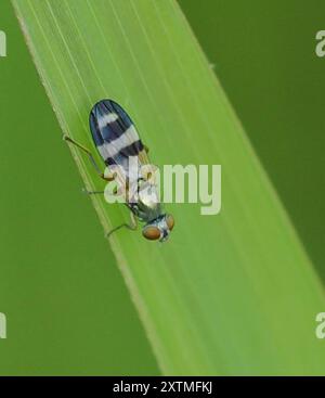 Banded-wing Flies (Chaetopsis) Insecta Stock Photo - Alamy
