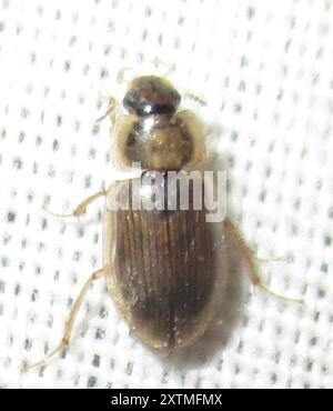 Water Scavenger Beetles (Hydrophilidae) Insecta Stock Photo - Alamy