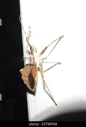 (Harpactor angulosus) Insecta Stock Photo - Alamy
