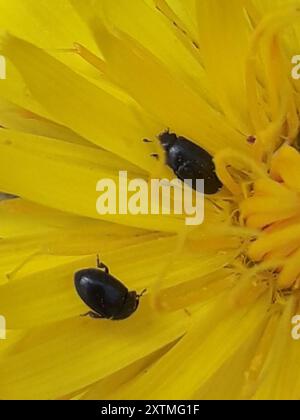 Common Pollen Beetle (Brassicogethes aeneus) Insecta Stock Photo - Alamy