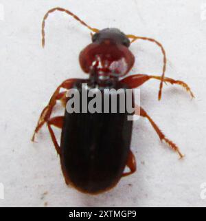 (Stenolophus alacris) Insecta Stock Photo - Alamy