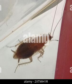 Tawny Cockroach (Ectobius pallidus) Insecta Stock Photo - Alamy