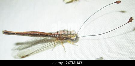 (Ascalaphus bilineatus) Insecta Stock Photo - Alamy