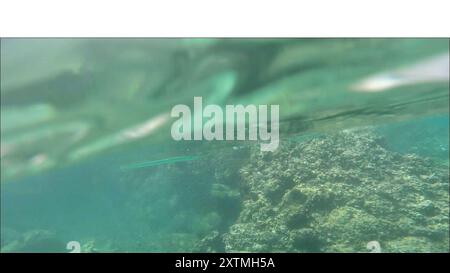 Needlefishes (Belonidae) Actinopterygii Stock Photo - Alamy