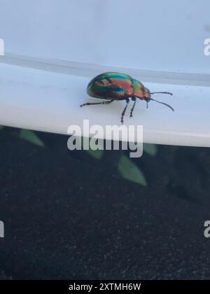 Dead-nettle Leaf Beetle (Fasta fastuosa) Insecta Stock Photo - Alamy