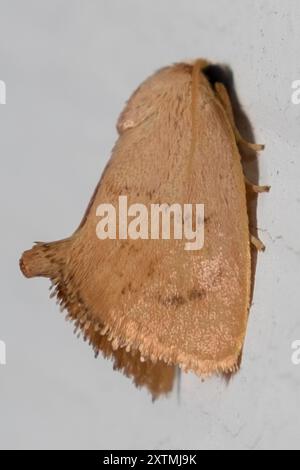 Abbreviated and Red-crossed Button Slug Moths (Tortricidia pallida ...